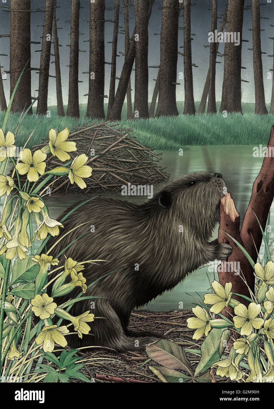 Image beaver art hi-res stock photography and images - Alamy
