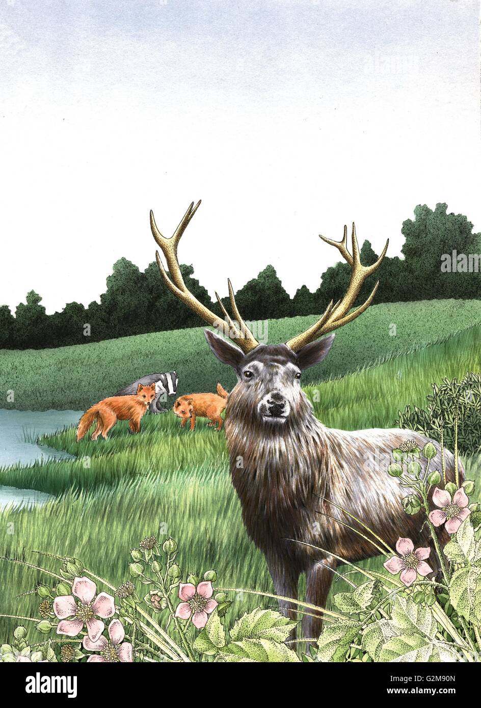 Image fox illustrations animals hi-res stock photography and images - Alamy