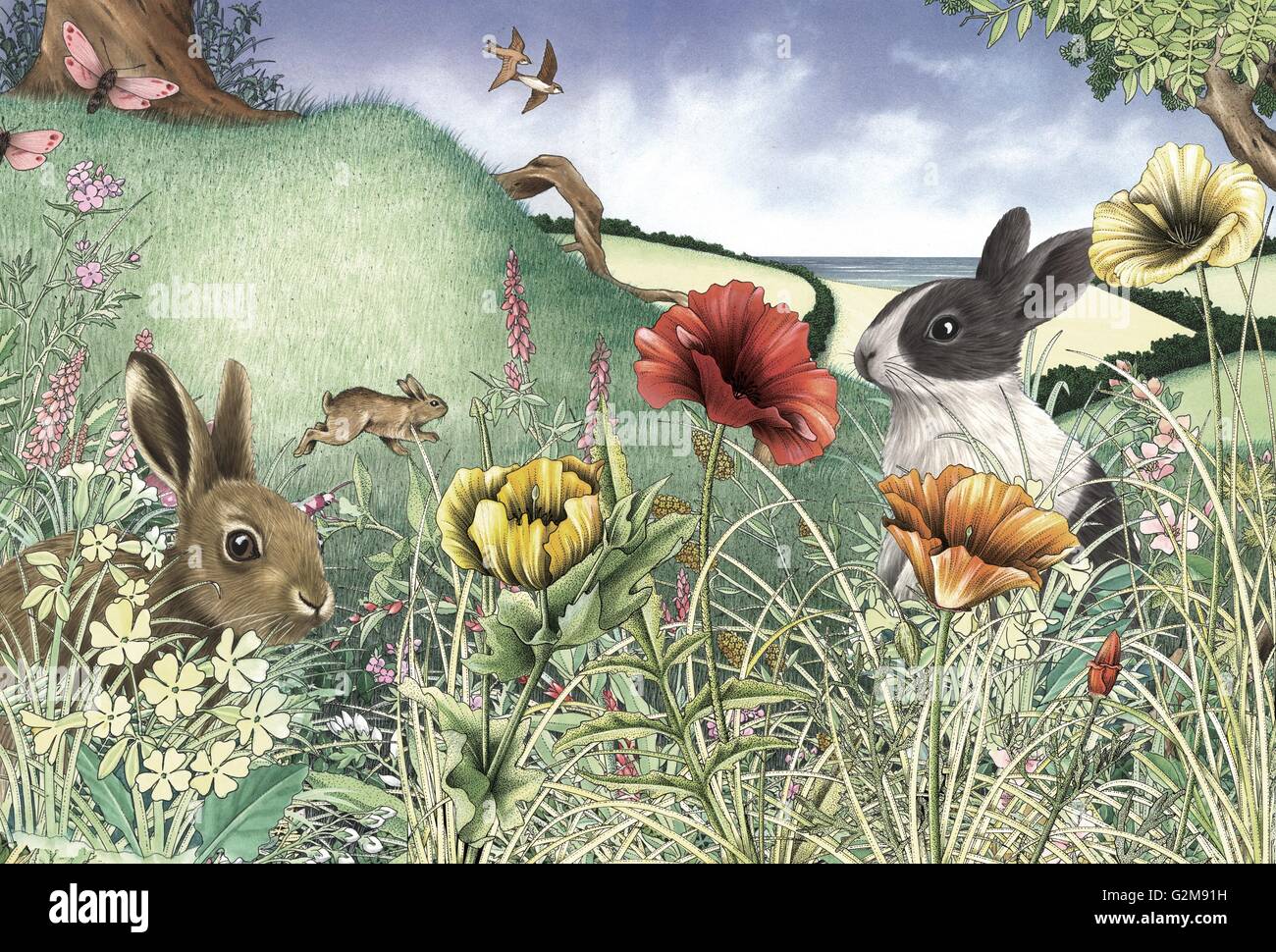 Group of wild rabbits hi-res stock photography and images - Alamy