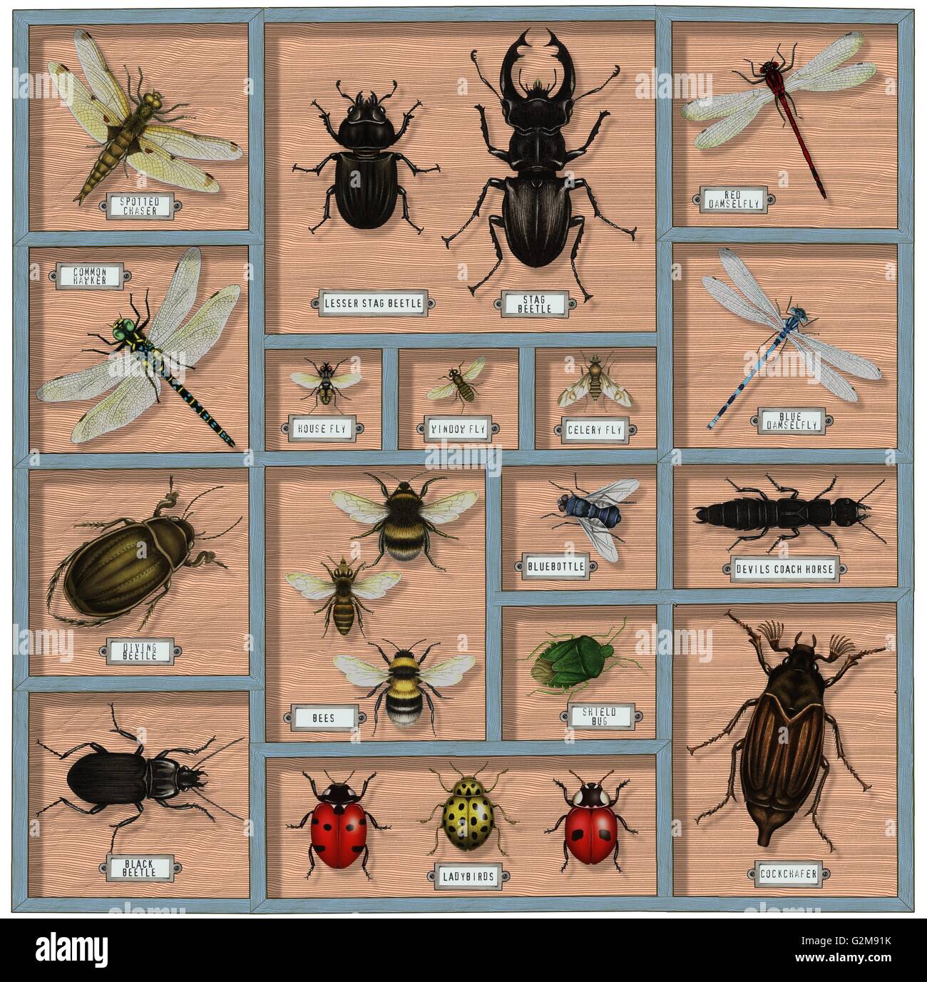 Collection of insects Stock Photo - Alamy