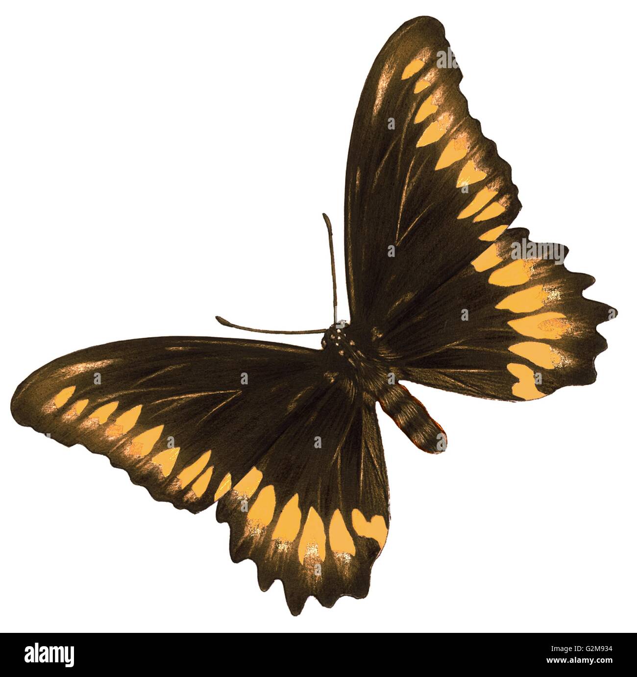 Stock moth hi-res stock photography and images - Alamy