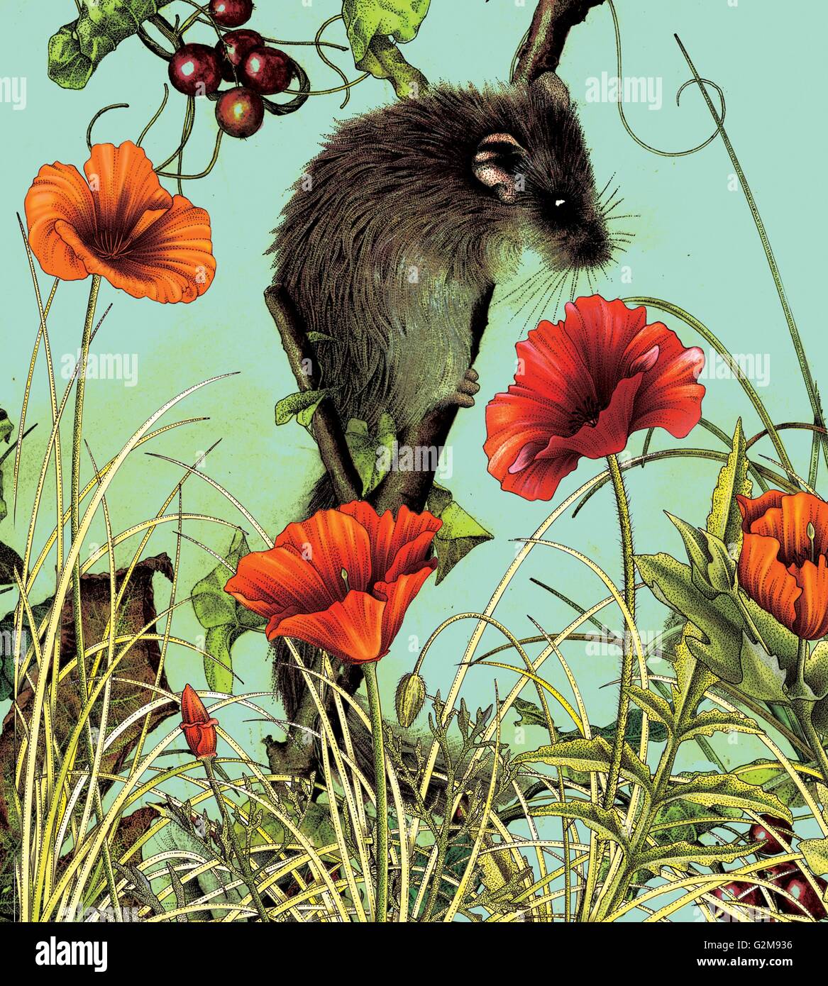 Field mouse drawing hi-res stock photography and images - Alamy