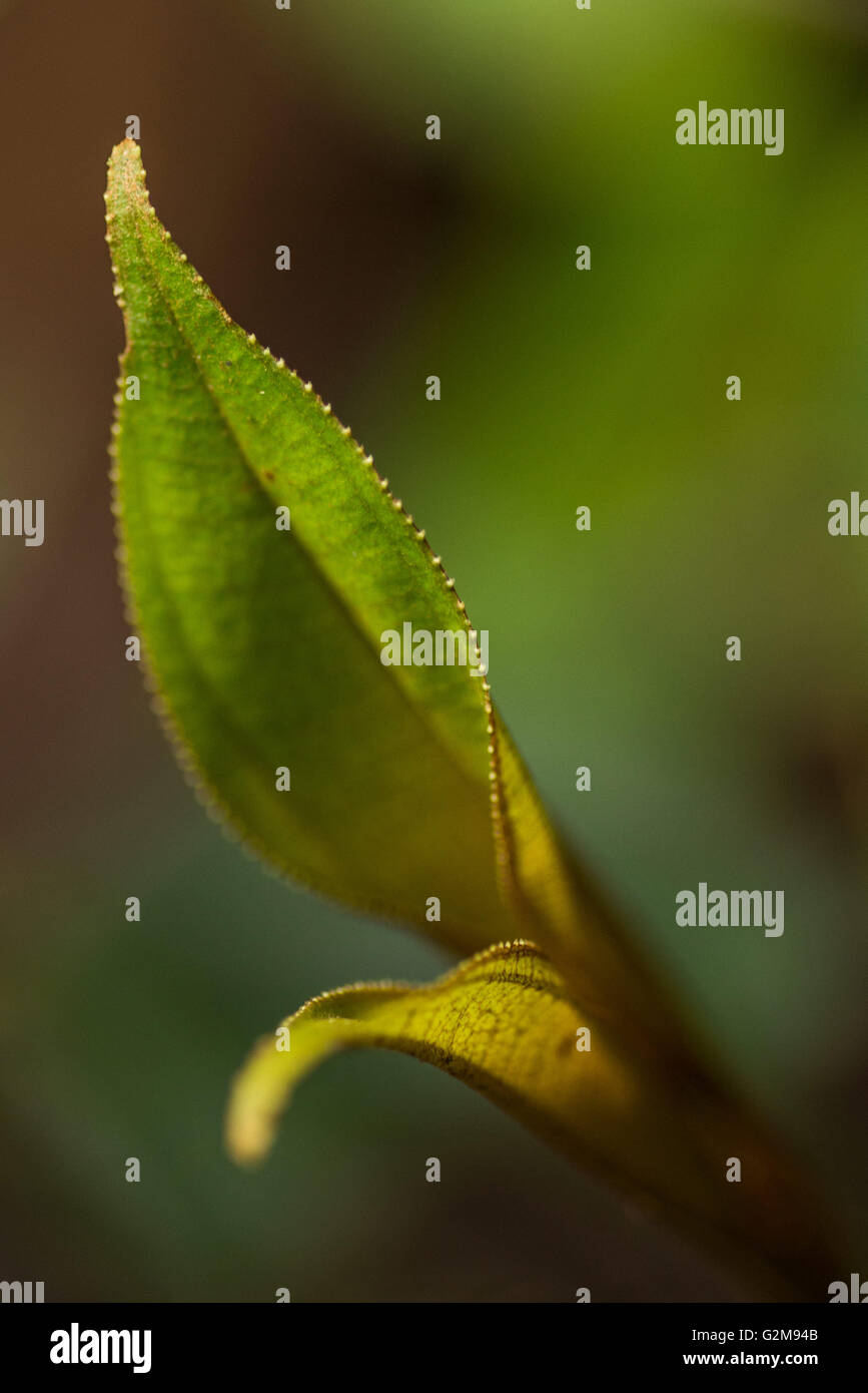 Shot hole leaf hi-res stock photography and images - Alamy