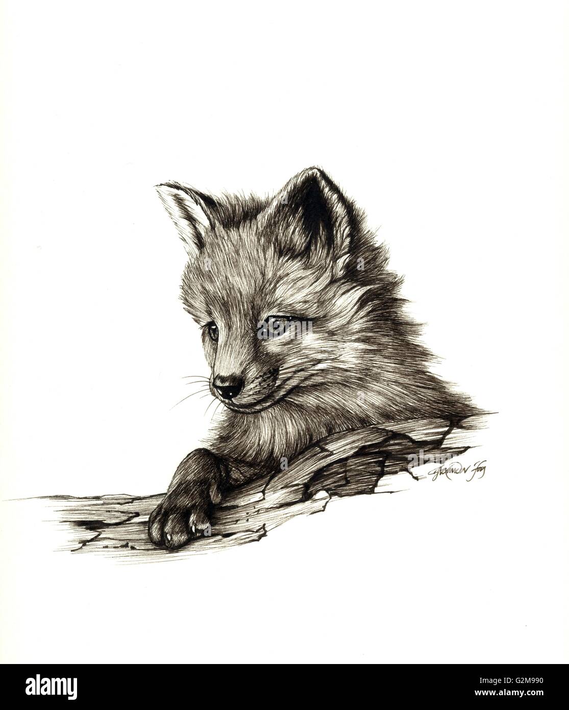 Glance foxes hi-res stock photography and images - Alamy