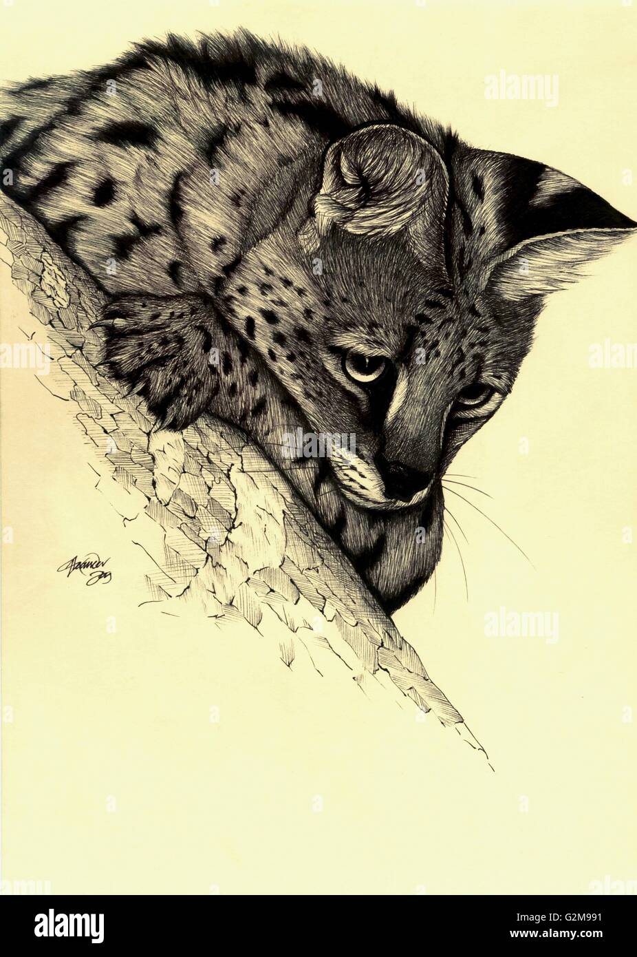 Undomesticated animals hi-res stock photography and images - Alamy