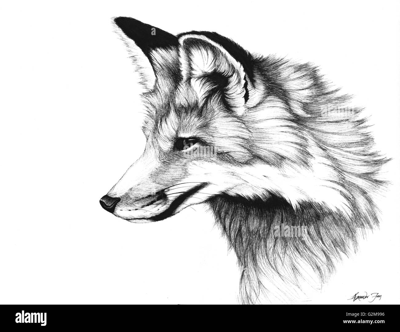 Head of fox Stock Photo - Alamy