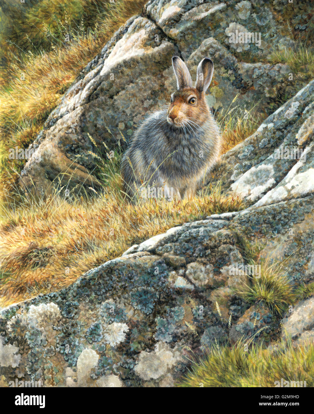 Rock rabbits hi-res stock photography and images - Alamy