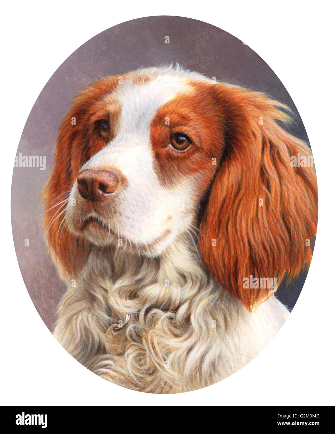 Round portrait of dog against neutral background Stock Photo - Alamy