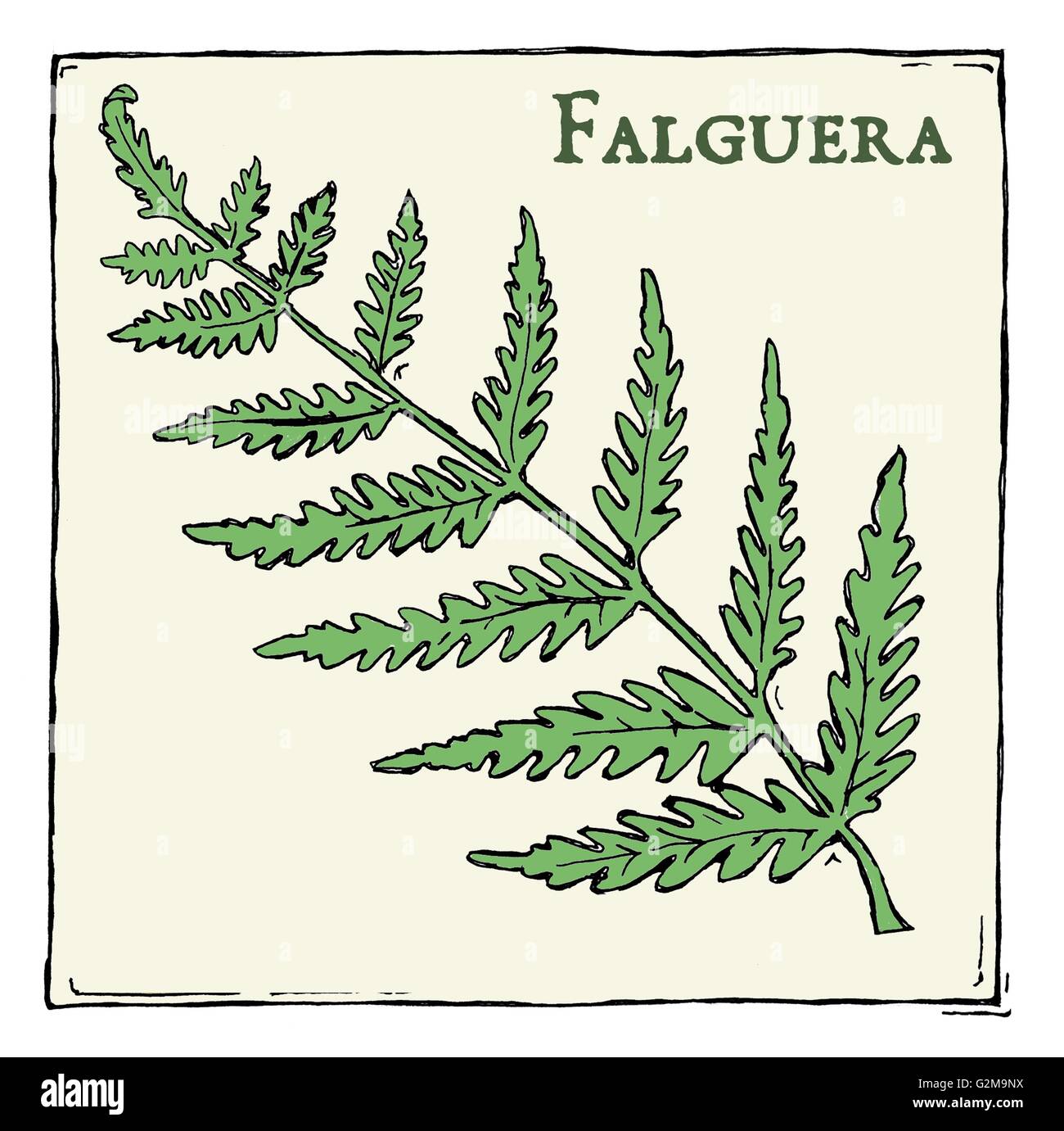 Green leafed fern plant hi-res stock photography and images - Alamy