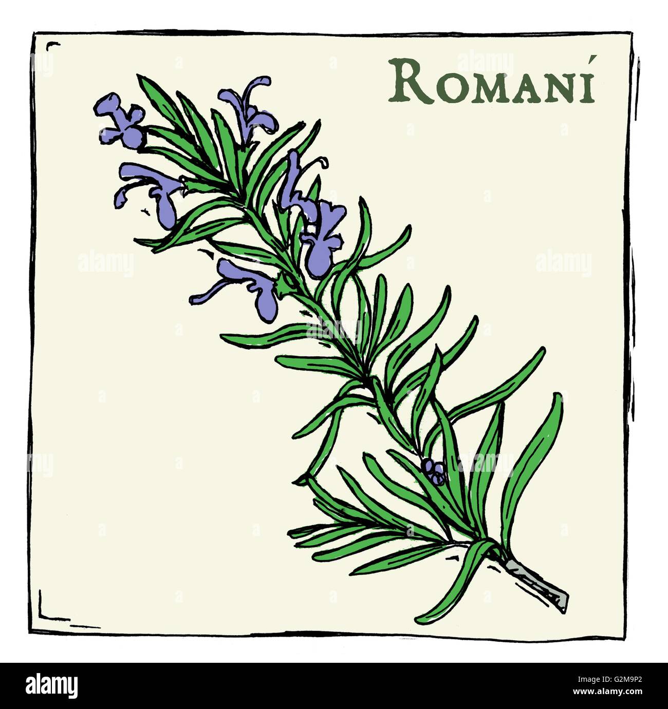 Romani, plant with purple flowers Stock Photo - Alamy