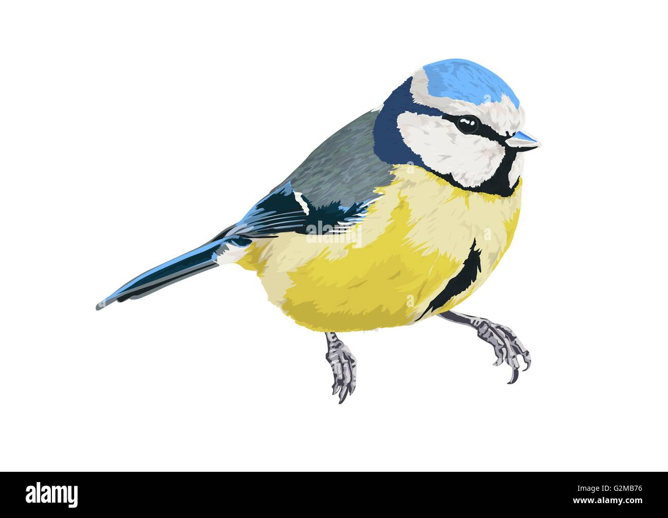 Bluetit birds hi-res stock photography and images - Alamy