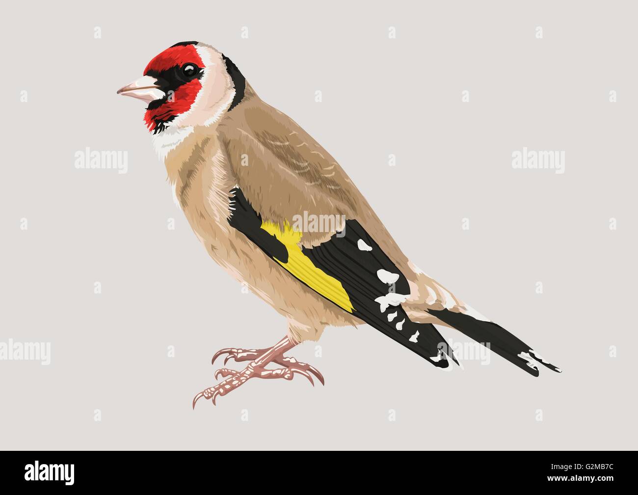 Beige birds hi-res stock photography and images - Alamy