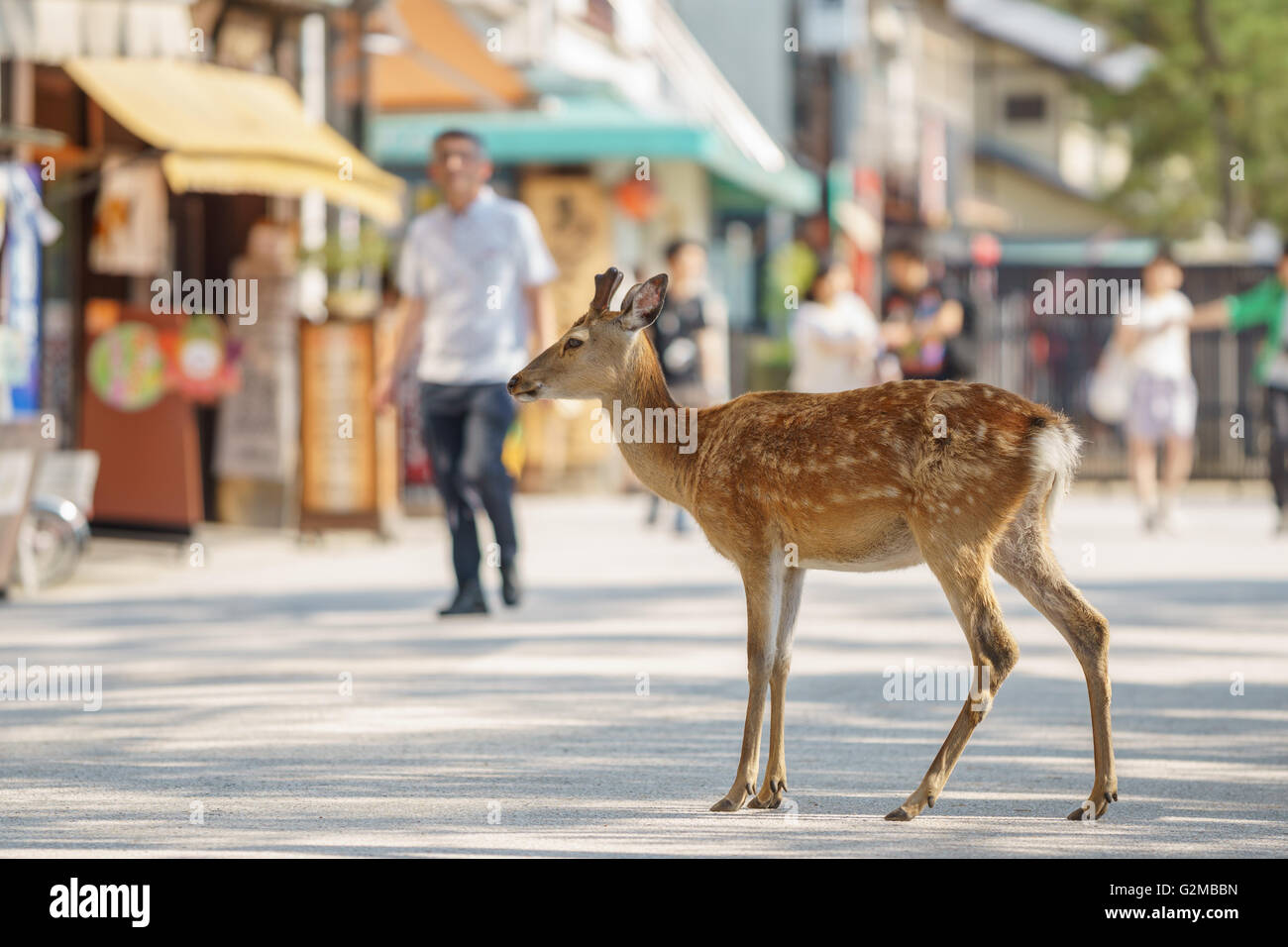 Deer on streets hi-res stock photography and images - Alamy