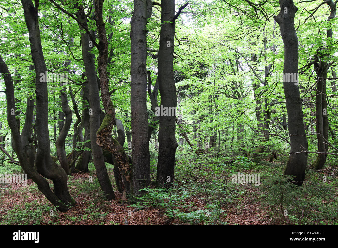 Twisted trunks of beech trees - old beech forest, Czech republic Stock ...