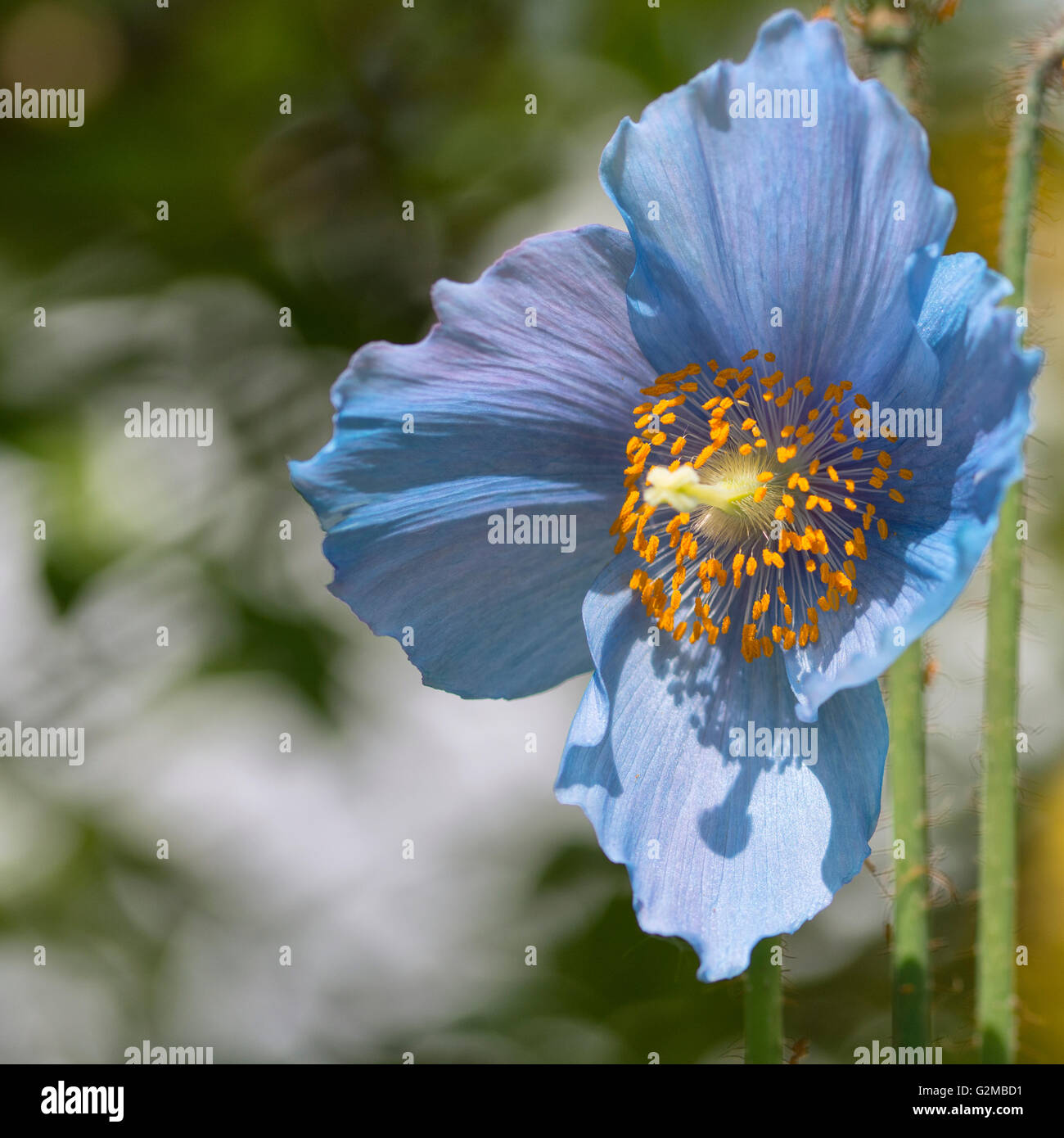 Himalayan Blue Poppy Stock Photo - Alamy