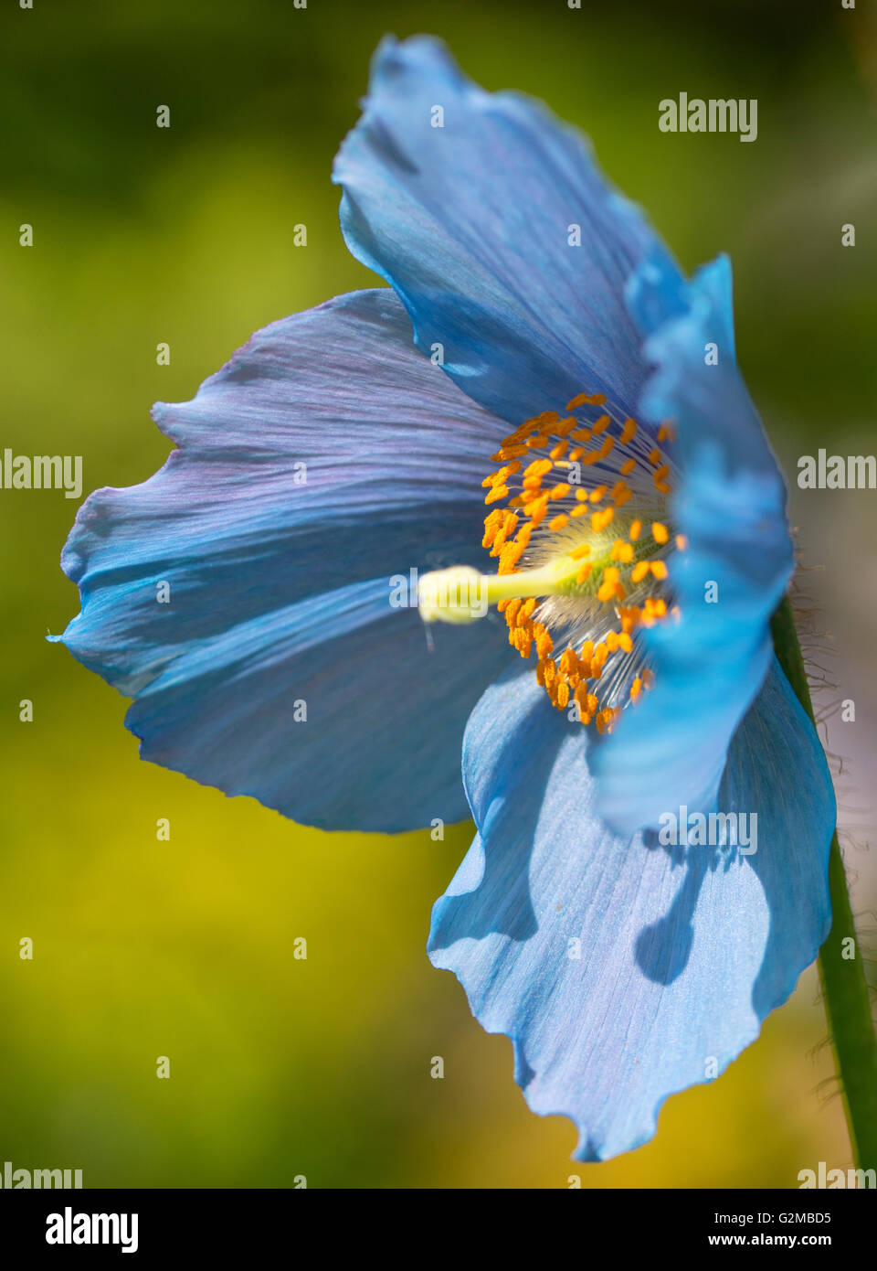 Himalayan Blue Poppy Stock Photo - Alamy