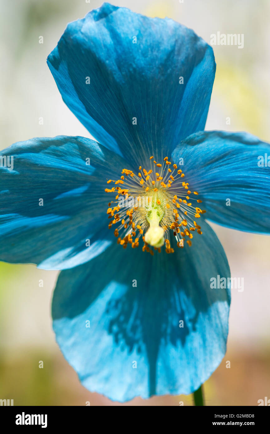 Himalayan Blue Poppy Stock Photo - Alamy