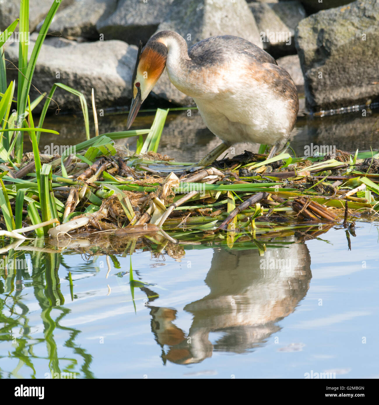 Great Crested Grebe Stock Photo - Alamy