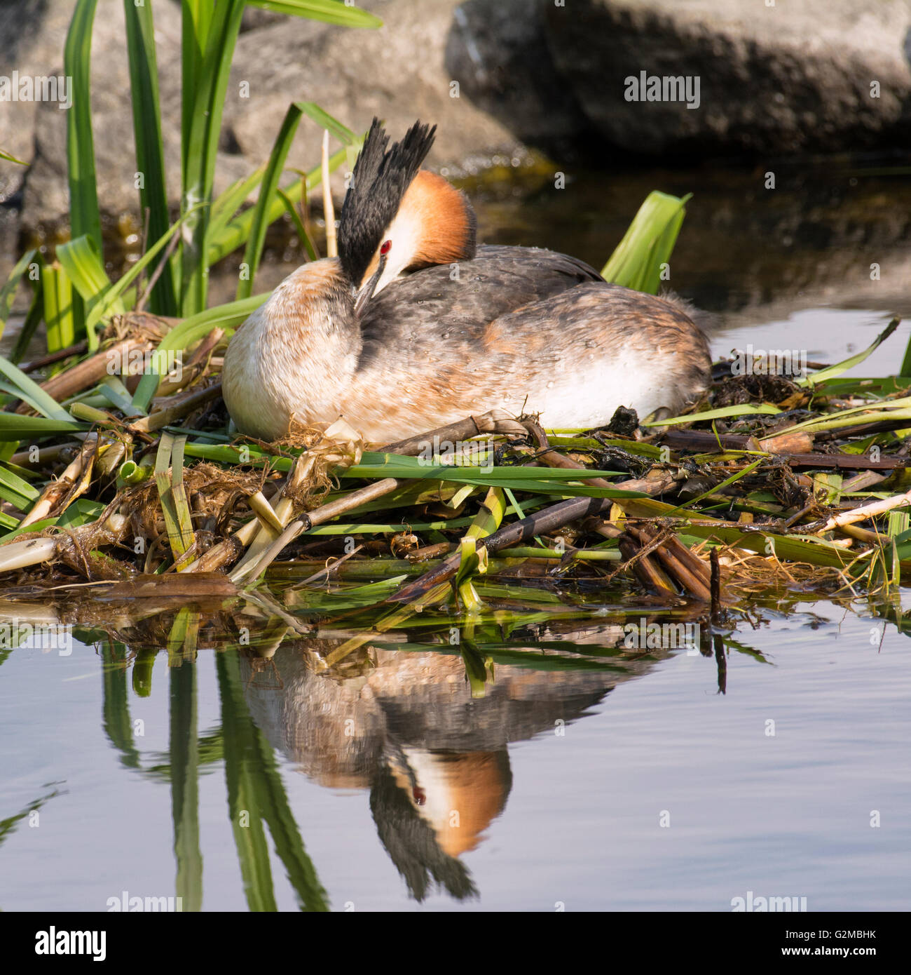 Great Crested Grebe Stock Photo - Alamy