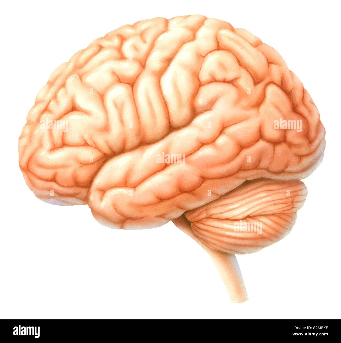 Cerebellum and brain stem Cut Out Stock Images & Pictures - Alamy