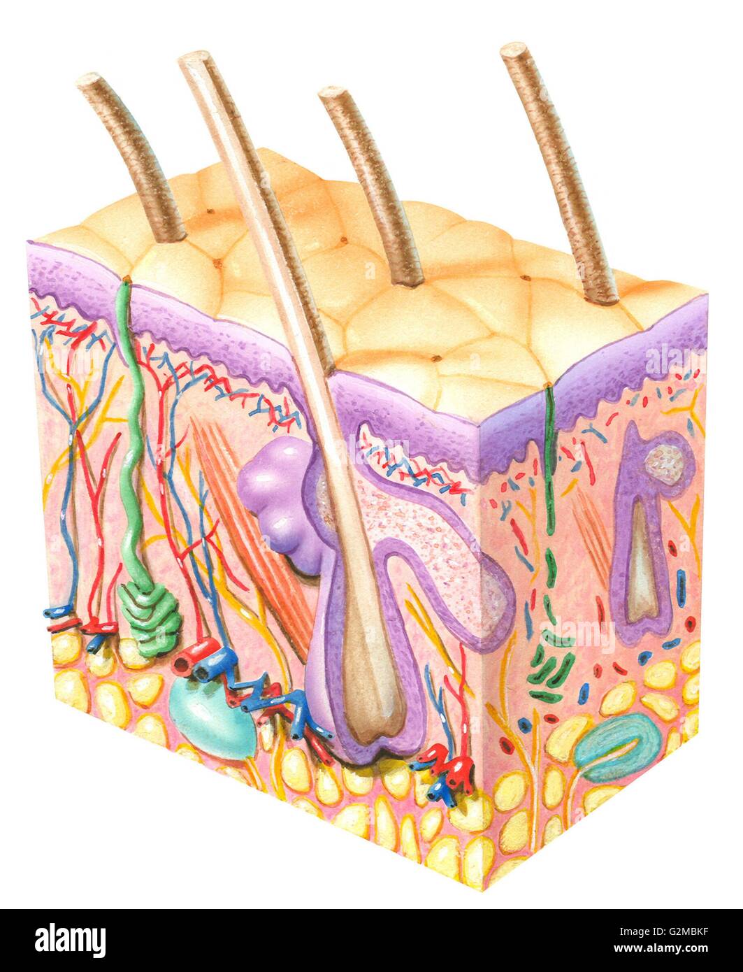 Dermatology artwork hi-res stock photography and images - Alamy