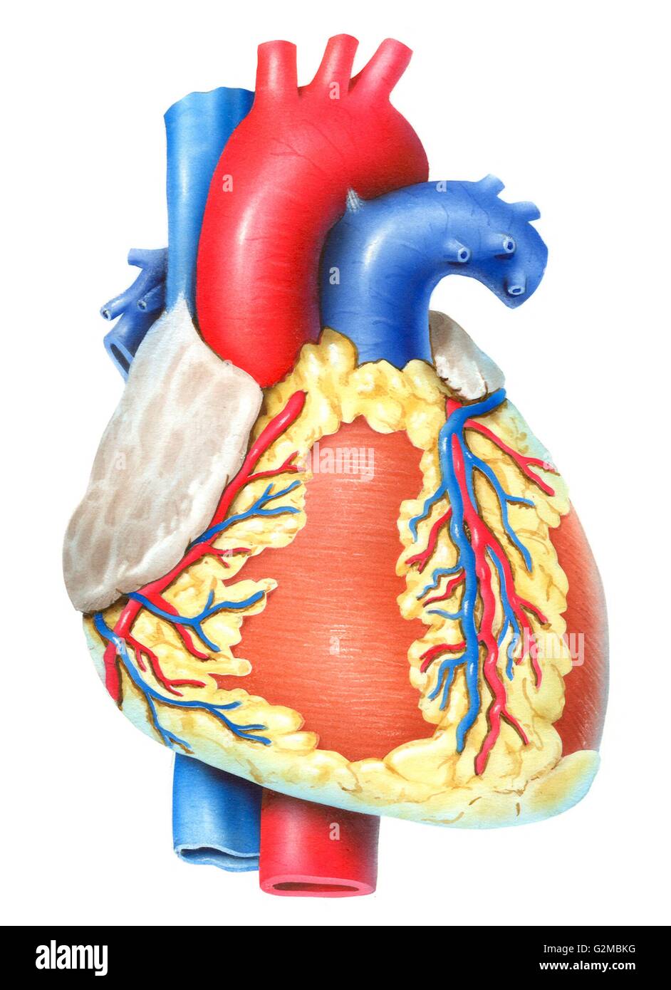 Heart Images Anatomical High Resolution Stock Photography and Images ...