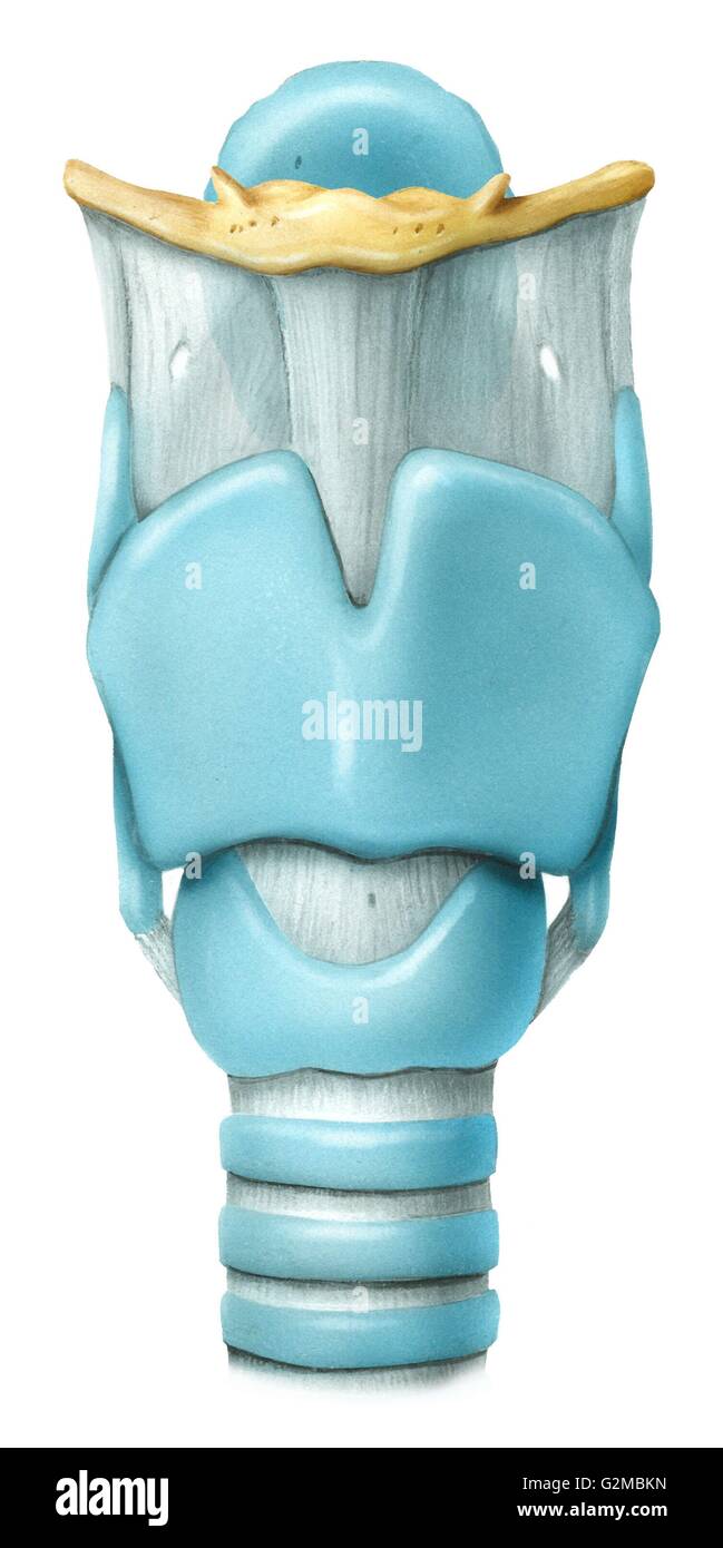 Larynx anatomy, artwork hi-res stock photography and images - Alamy