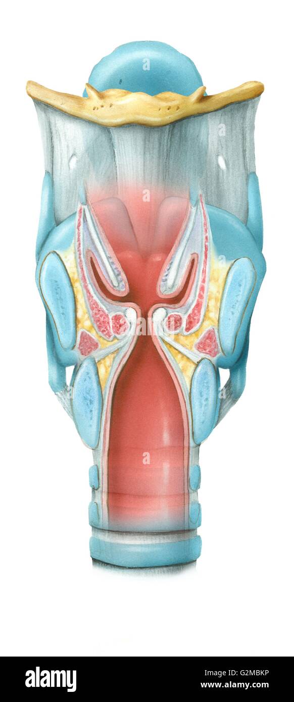 Larynx Diagram Unlabeled