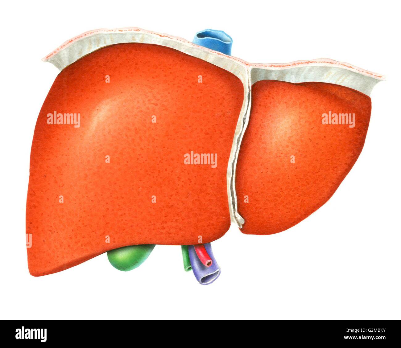Human liver and gall bladder Cut Out Stock Images & Pictures - Alamy
