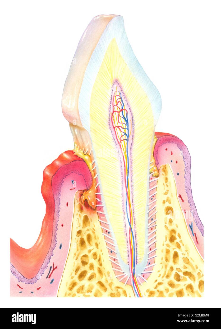 Cross section of tooth Stock Photo - Alamy