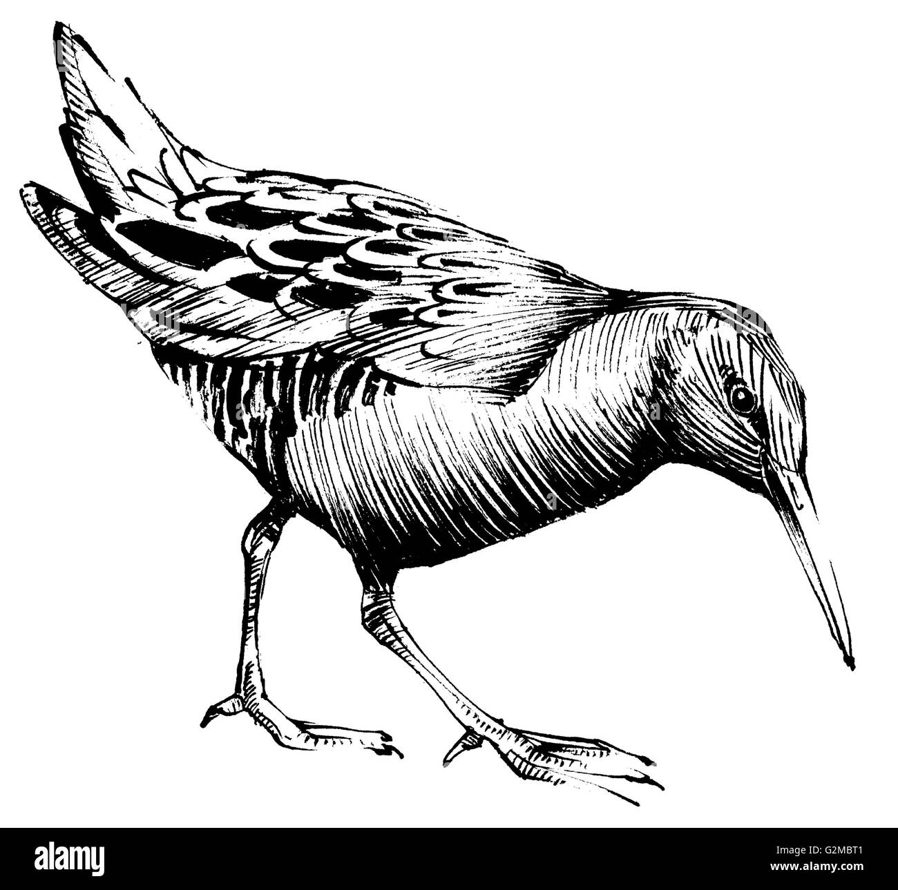 Artistic Bird Images Black and White Stock Photos & Images - Alamy