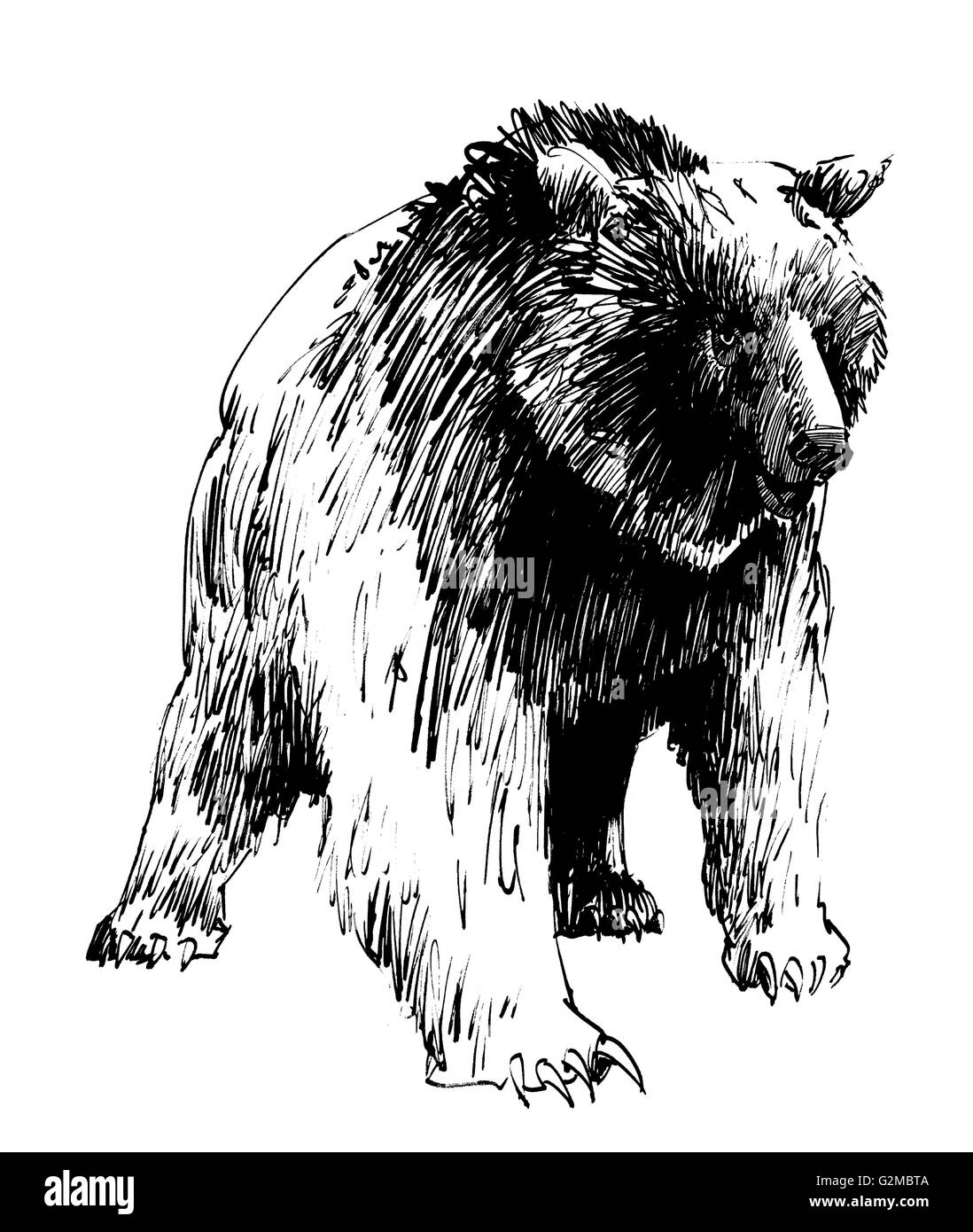 Bear drawings hi-res stock photography and images - Alamy