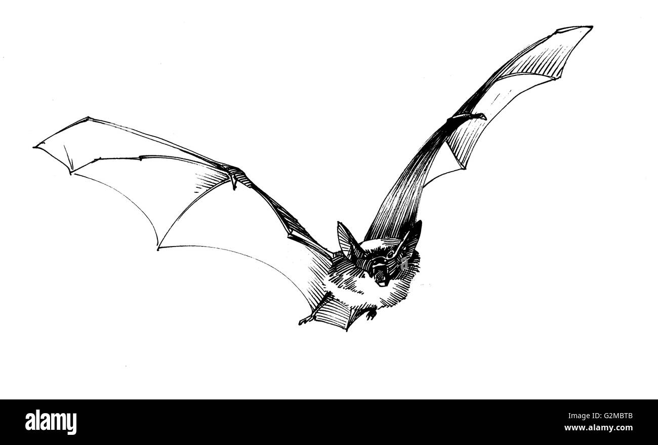 Bat image Black and White Stock Photos & Images - Alamy
