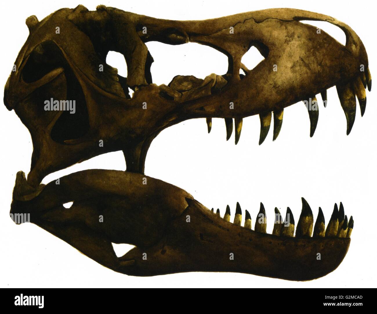 Dinosaur skull on white Stock Photo - Alamy