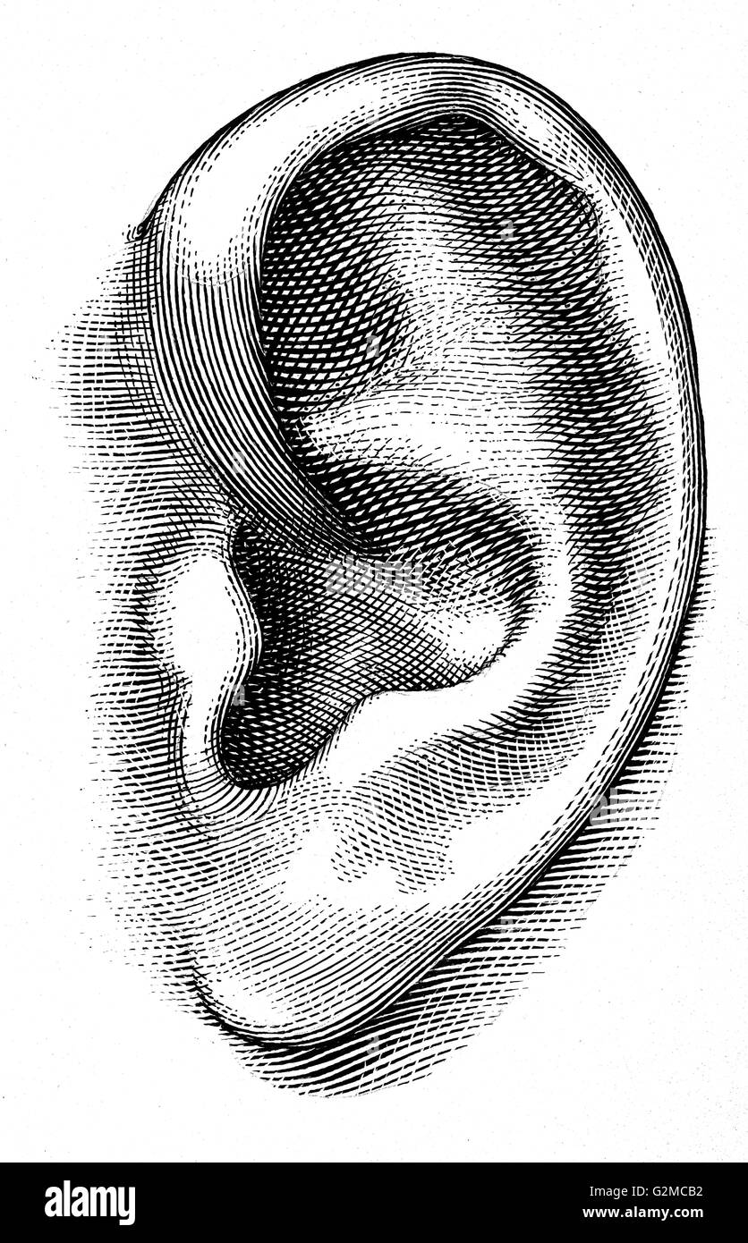 By ear Cut Out Stock Images & Pictures - Alamy