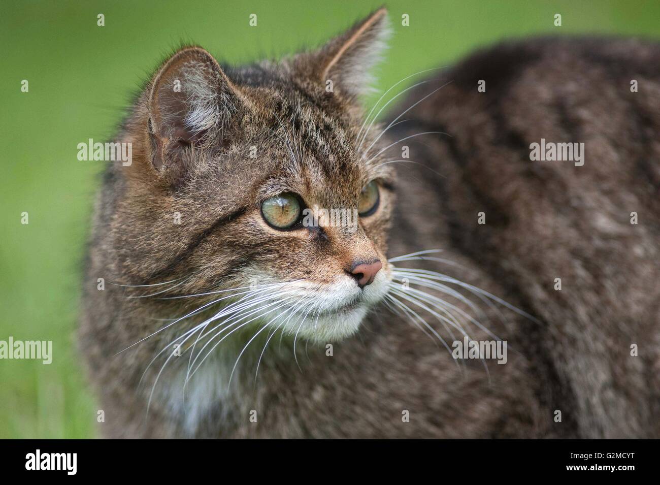 A domestic pet tabby cat Stock Photo - Alamy