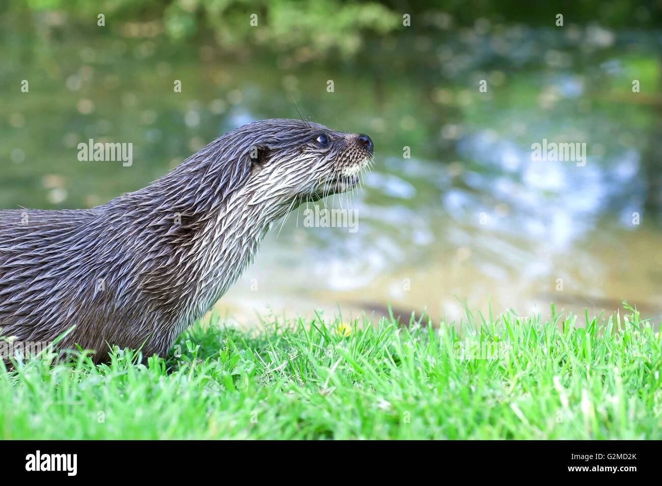 An otter fresh from the water Stock Photo - Alamy