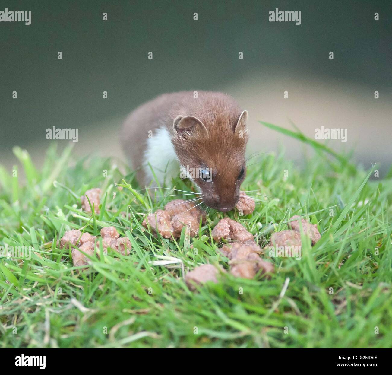 A Stoat enjoying a meal Stock Photo - Alamy