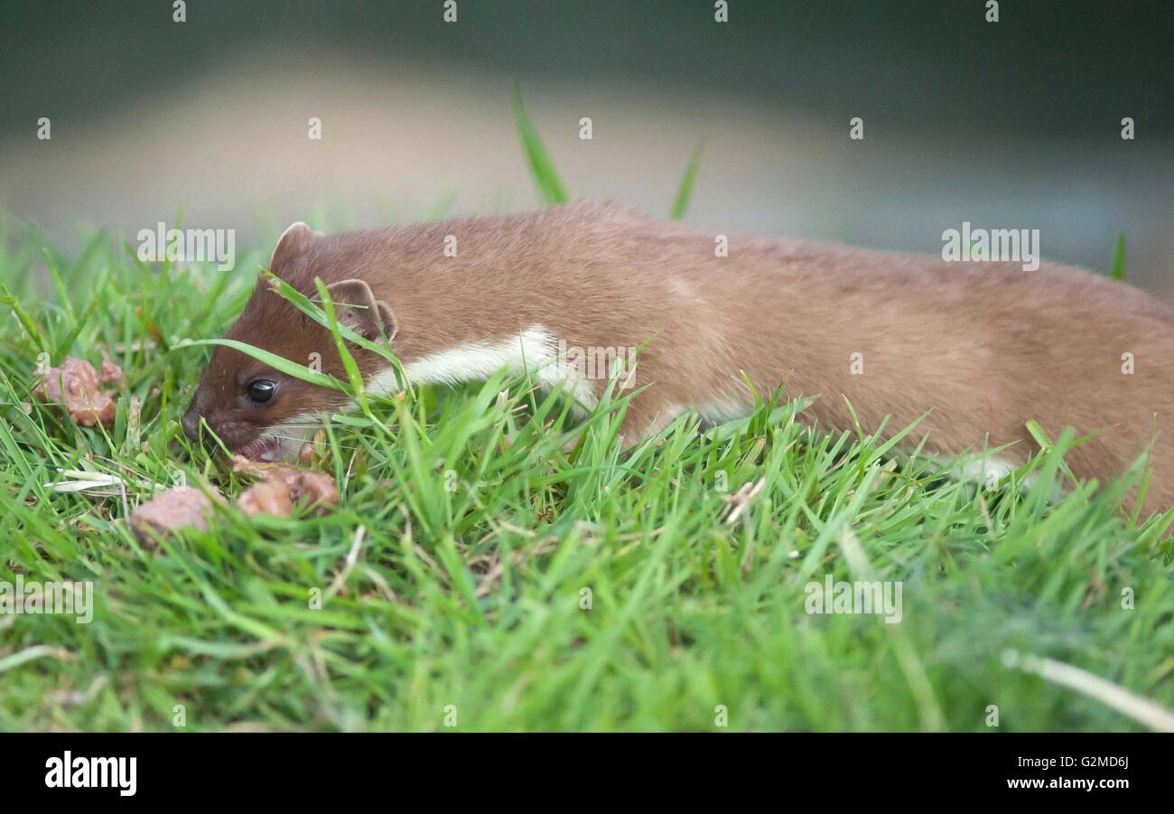 Stoat grass hi-res stock photography and images - Alamy
