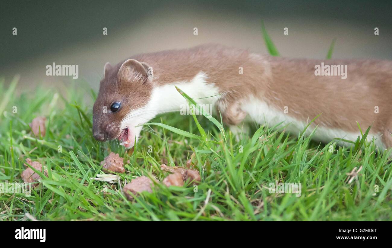 A Stoat enjoying a meal Stock Photo - Alamy
