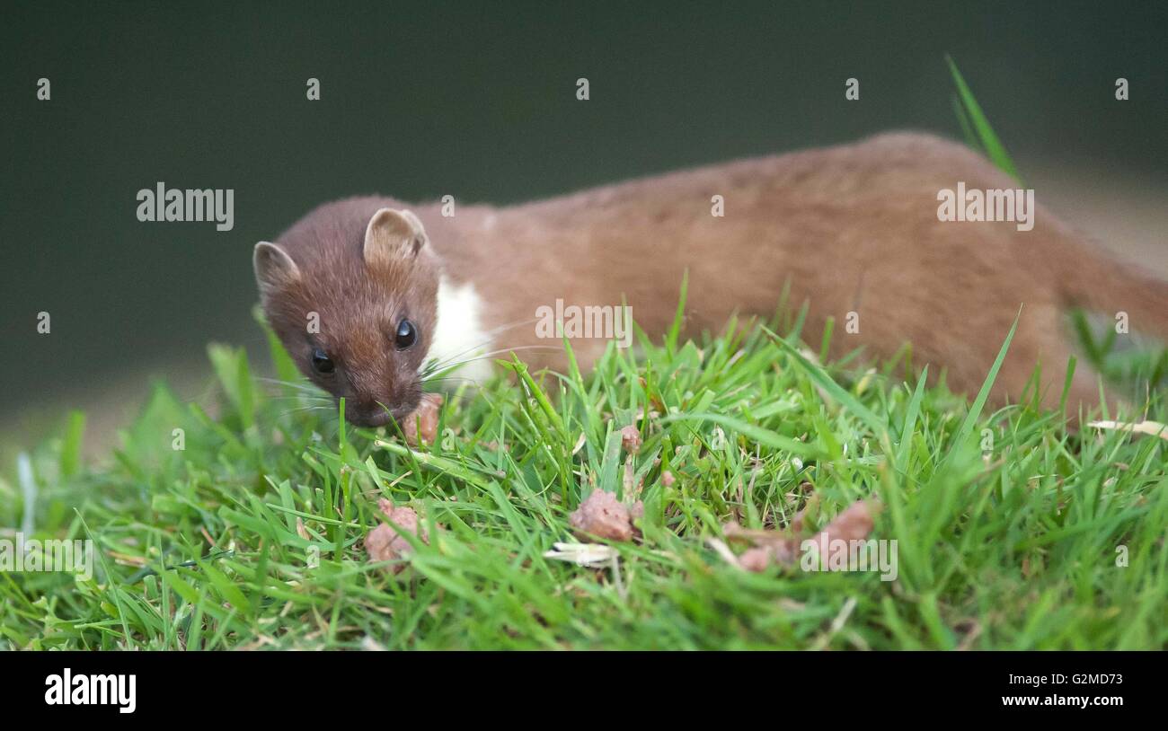 A Stoat enjoying a meal Stock Photo - Alamy