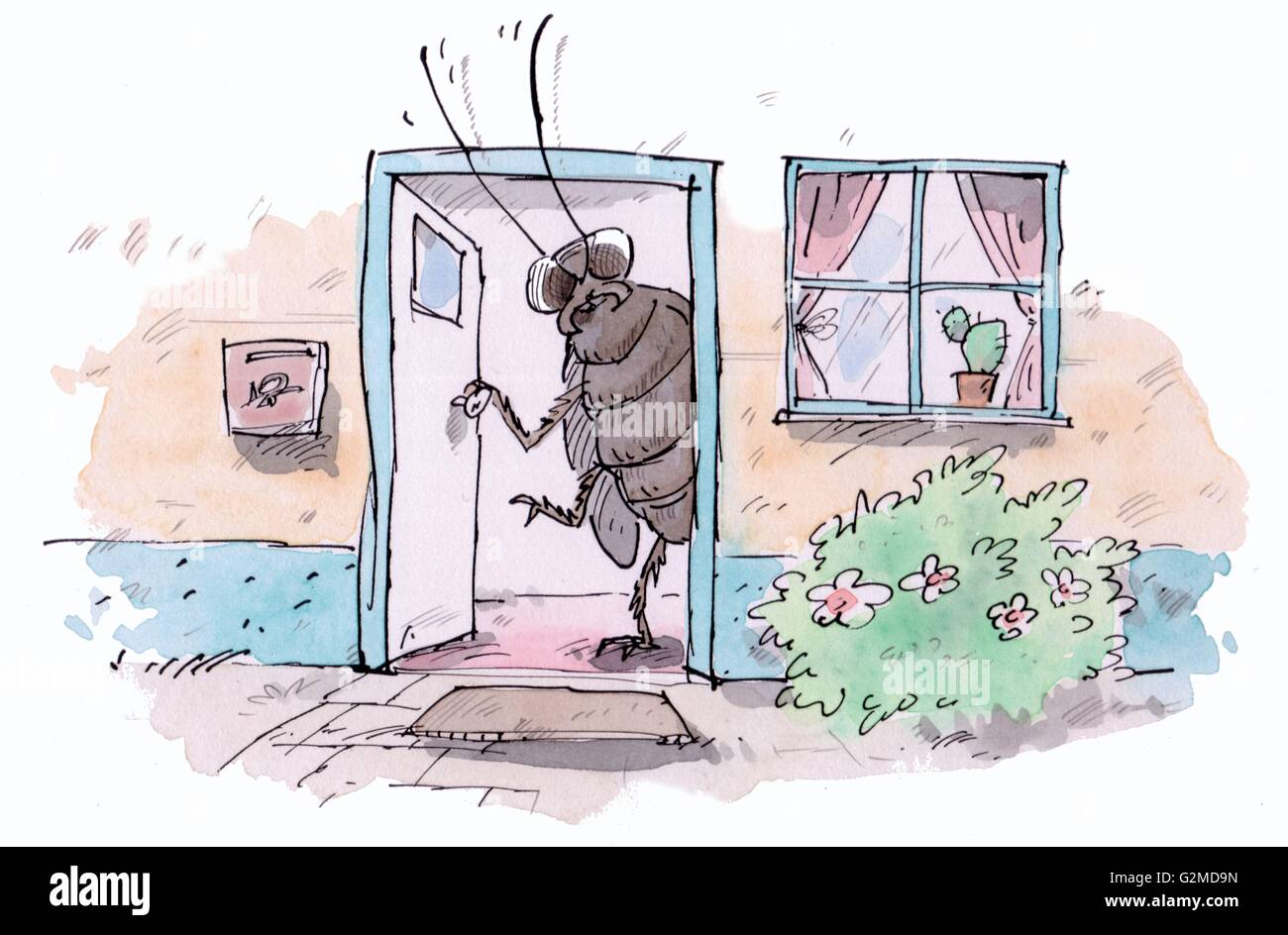 Insect home front view Cut Out Stock Images & Pictures - Alamy