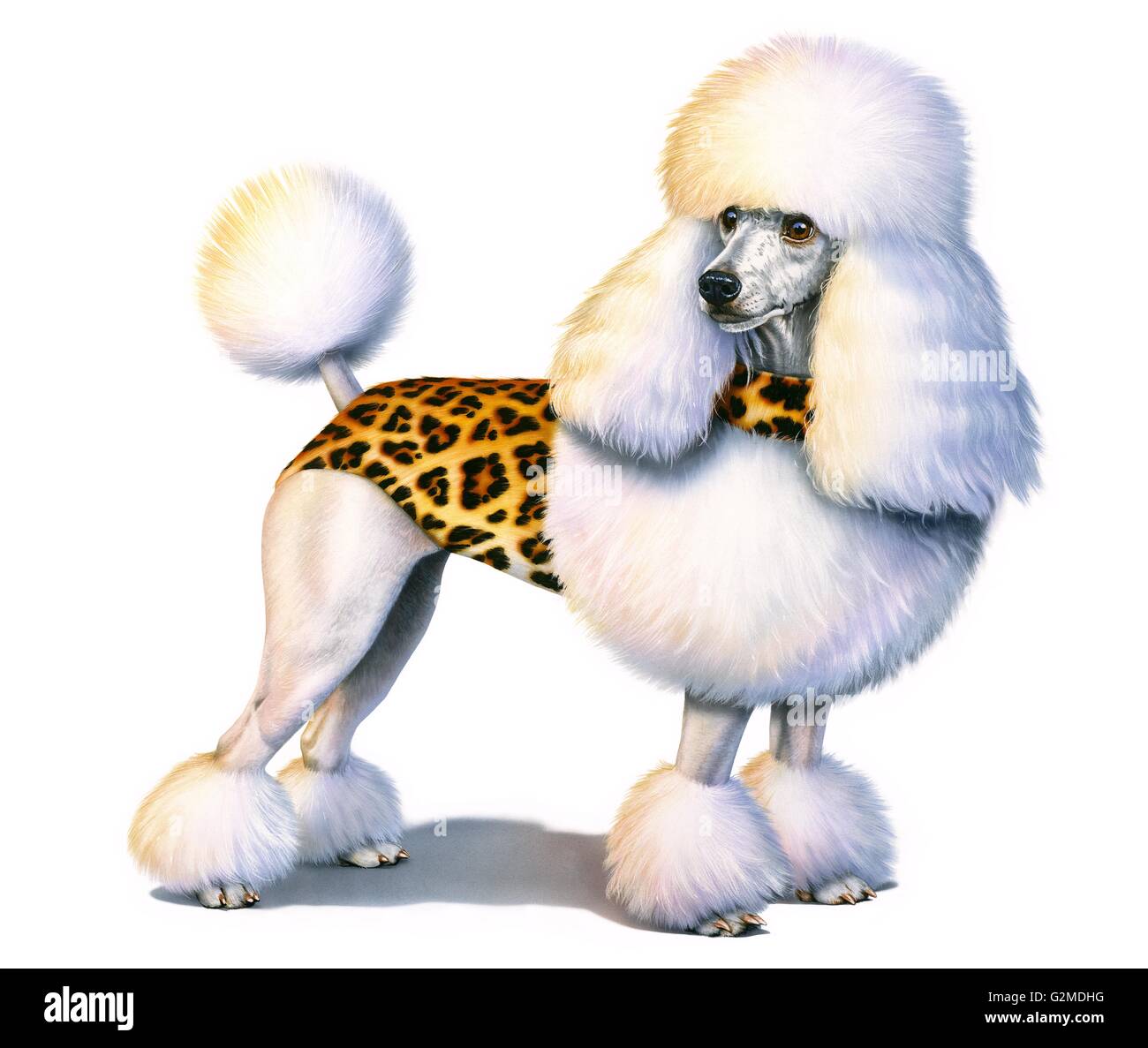 Poodle on white background Stock Photo - Alamy