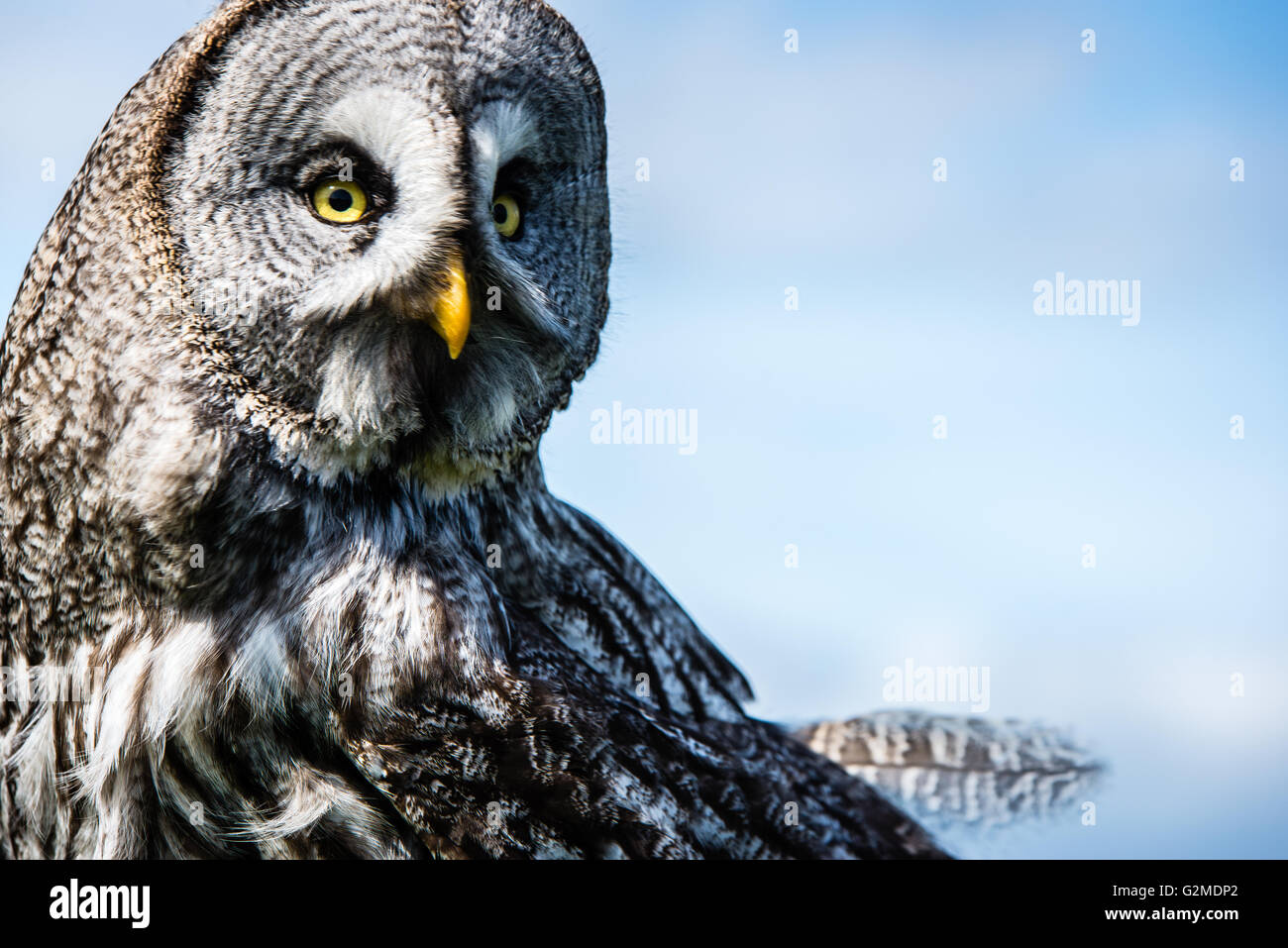 Great Grey Owl at The Welsh Mountain Zoo, Colwyn Bay, Wales Stock Photo ...
