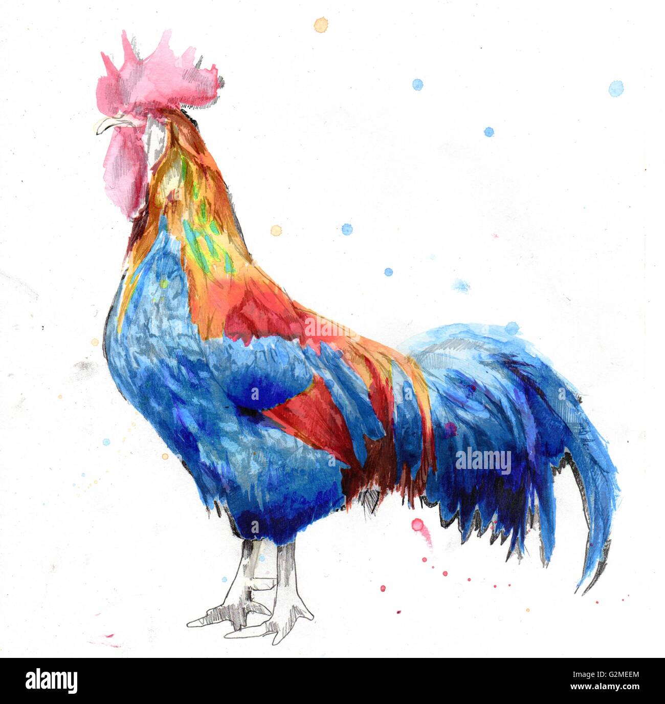 Multi colored rooster hi-res stock photography and images - Alamy