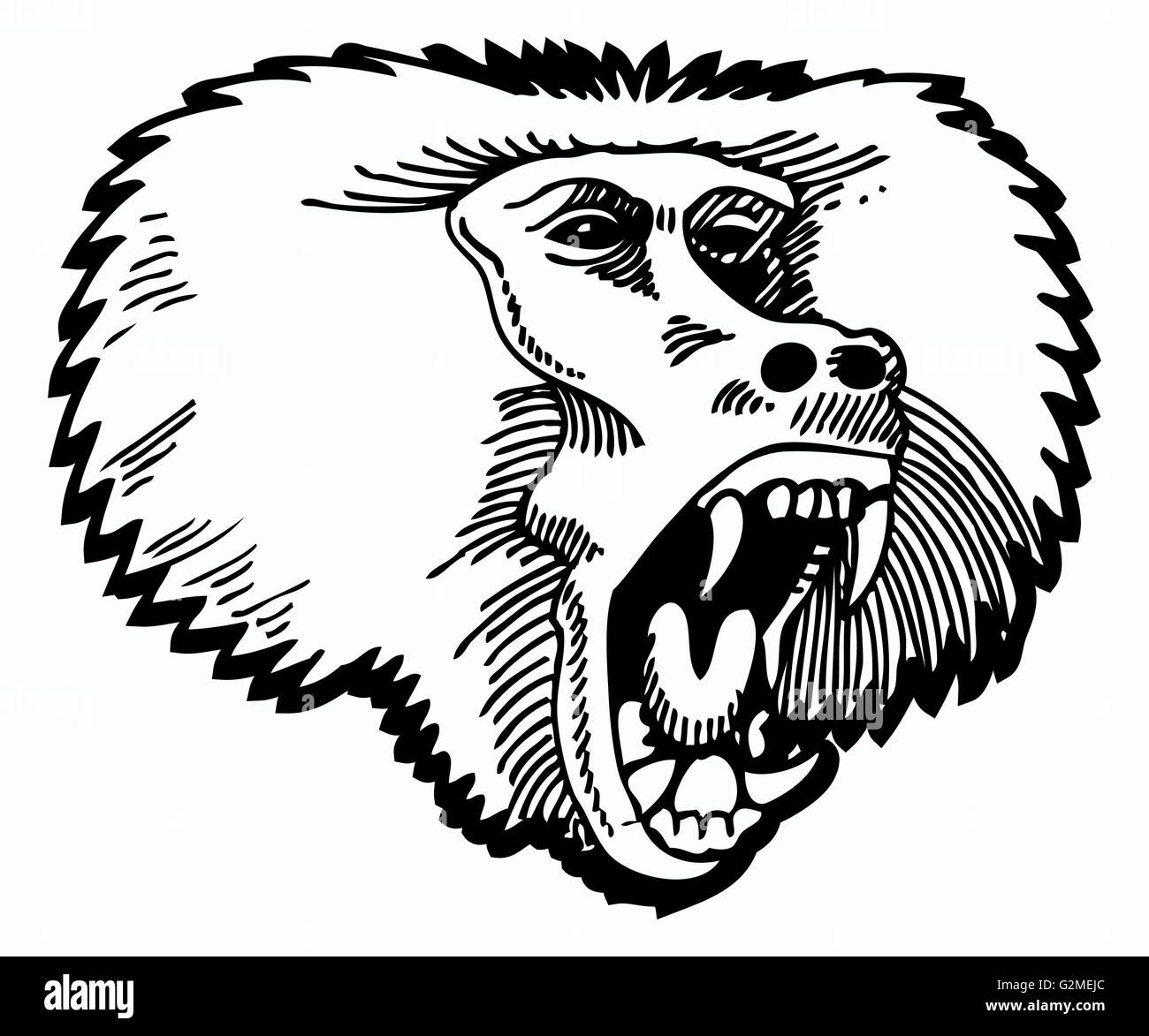 Japanese Macaque Drawing