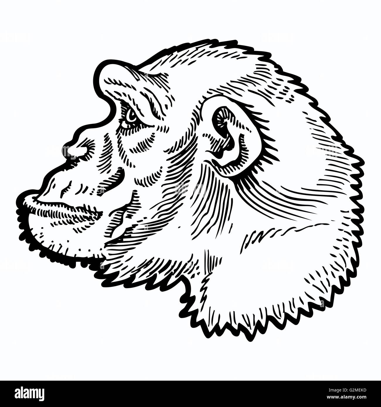 Neanderthal Face Sketch