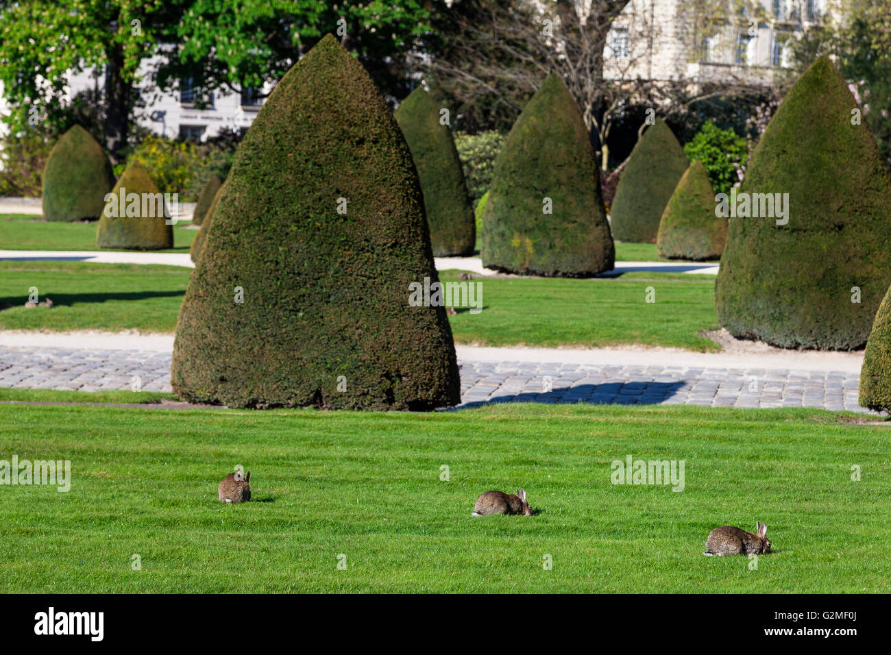 Rabbits garden hi-res stock photography and images - Alamy