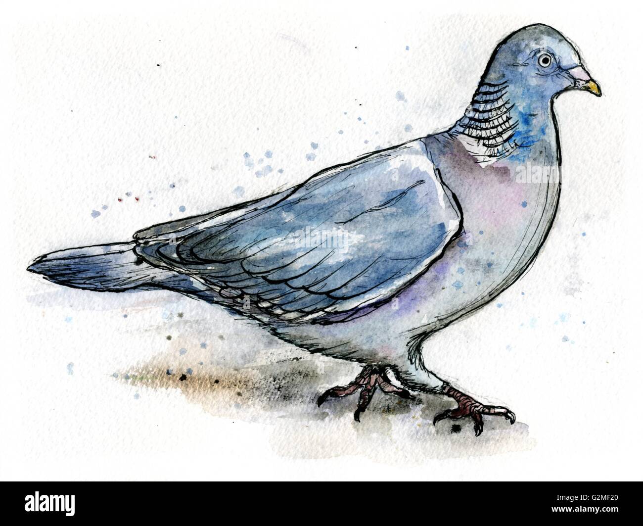 Full length stock pigeons pigeon hi-res stock photography and images ...