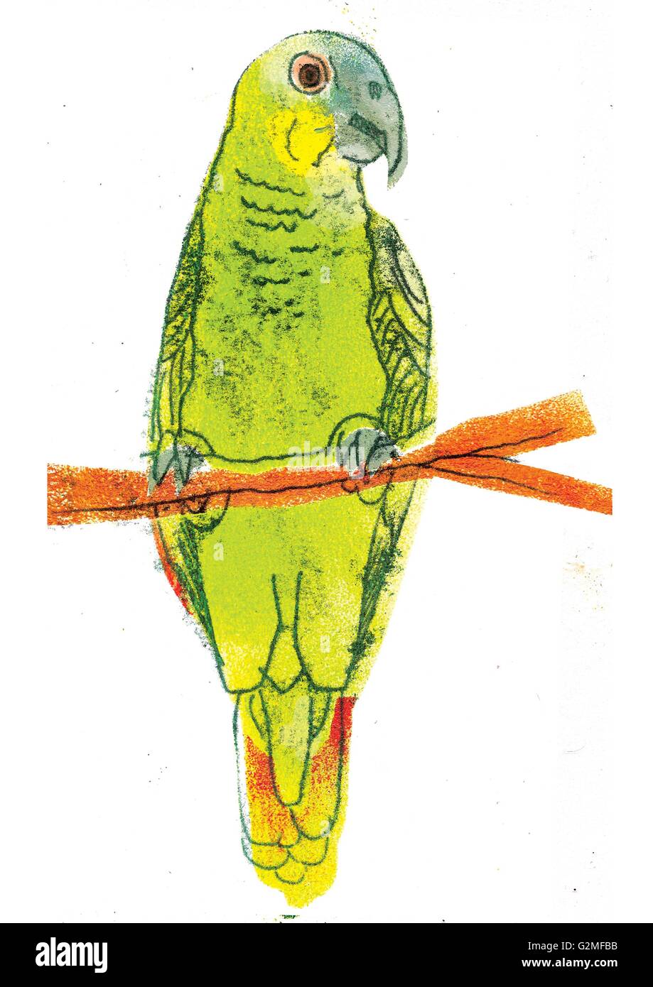 Parrot drawing hi-res stock photography and images - Alamy